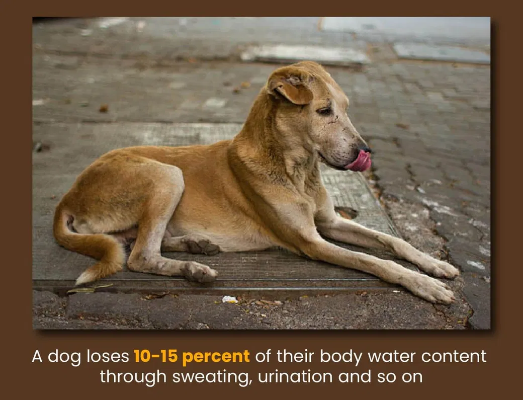 What Percentage Of A Dogs Body Is Water